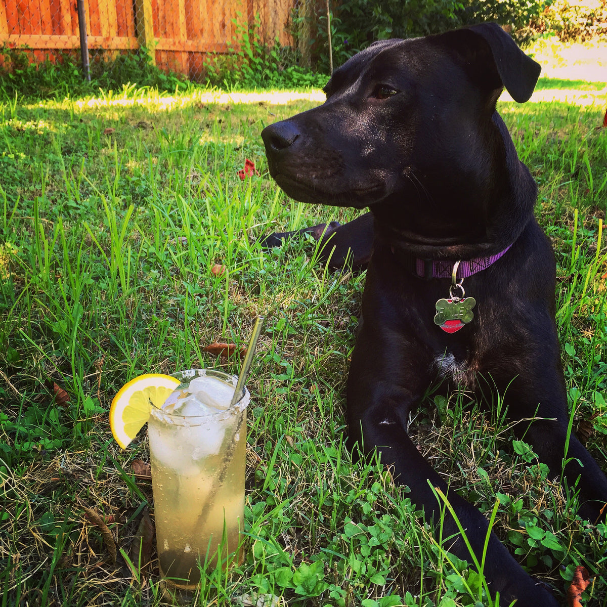 Salty Mutt - Liber & Co.